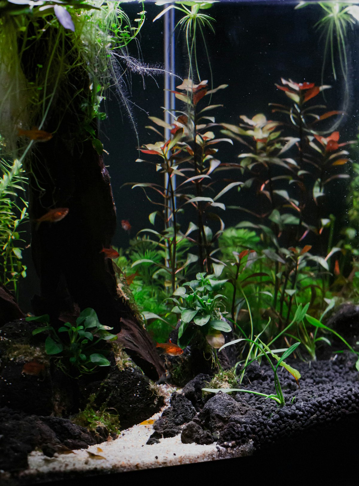 Aquarium Plant Fertilizer & Best Aquatic Plants for Sunken Garden ...